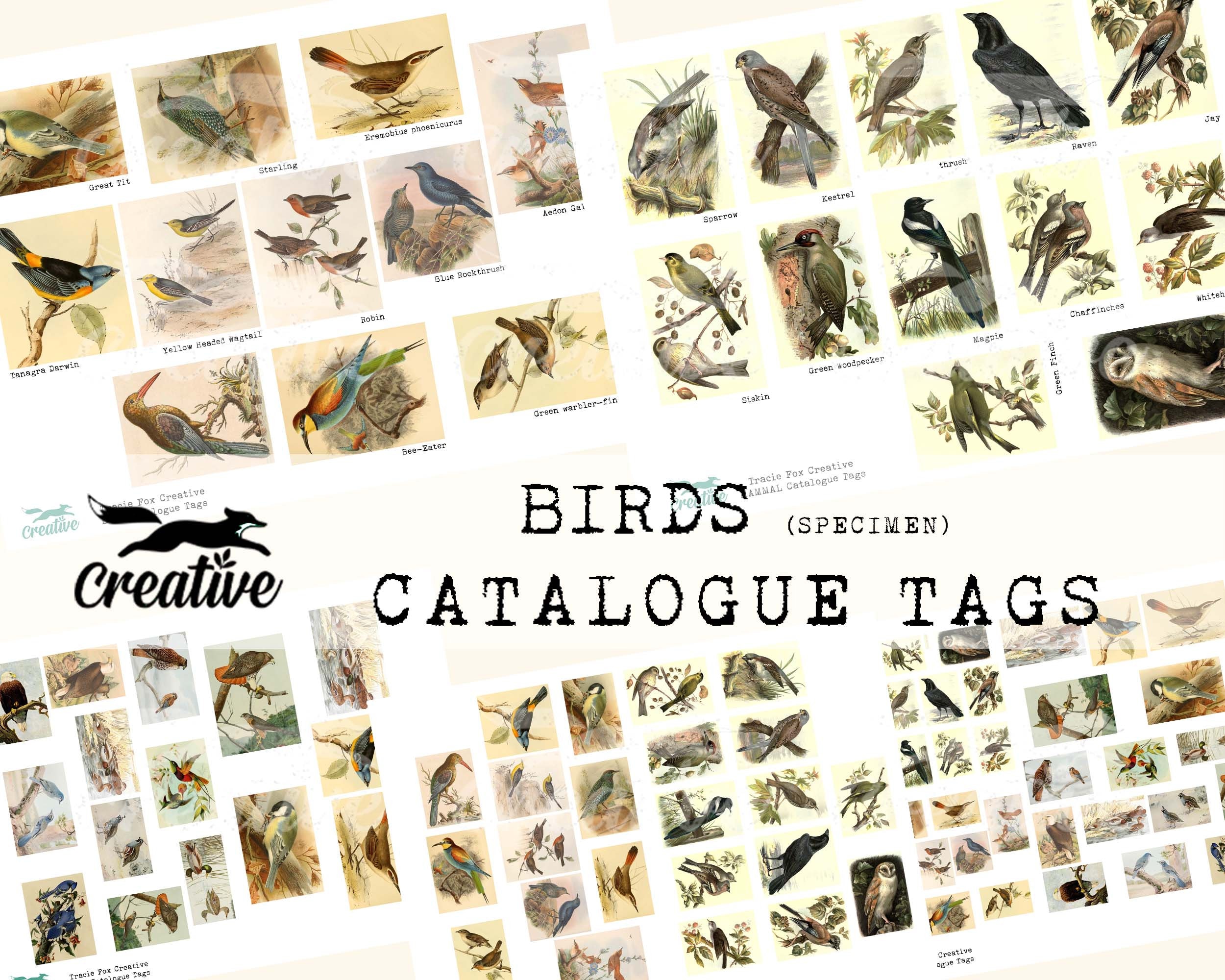 Bird Specimen Catalogue Tags and Cards DIGI22 17 Bird - Etsy UK