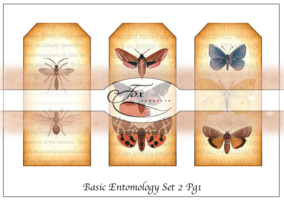 Insect Digital Ephemera Journal Kit. Basic Entomology Set 2 | Etsy
