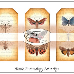 Insect Digital Ephemera Journal Kit. Basic Entomology Set 2 DIGI18 38 ...