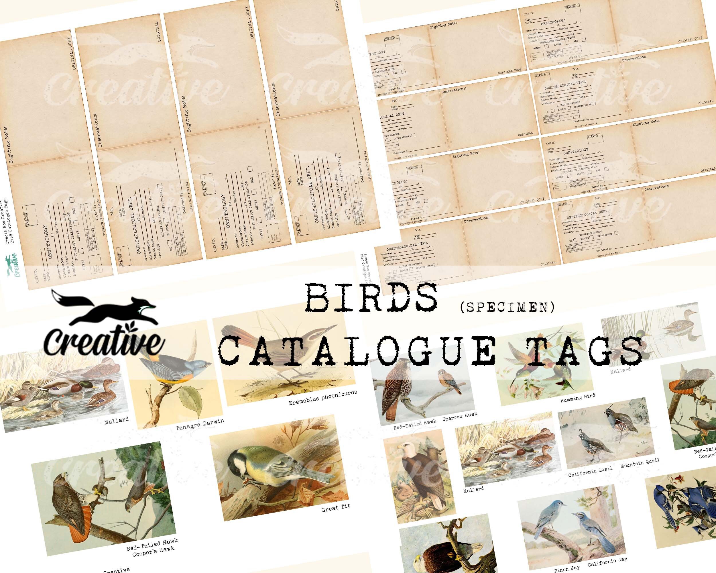 Bird Specimen Catalogue Tags and Cards DIGI22 17 Bird - Etsy Australia