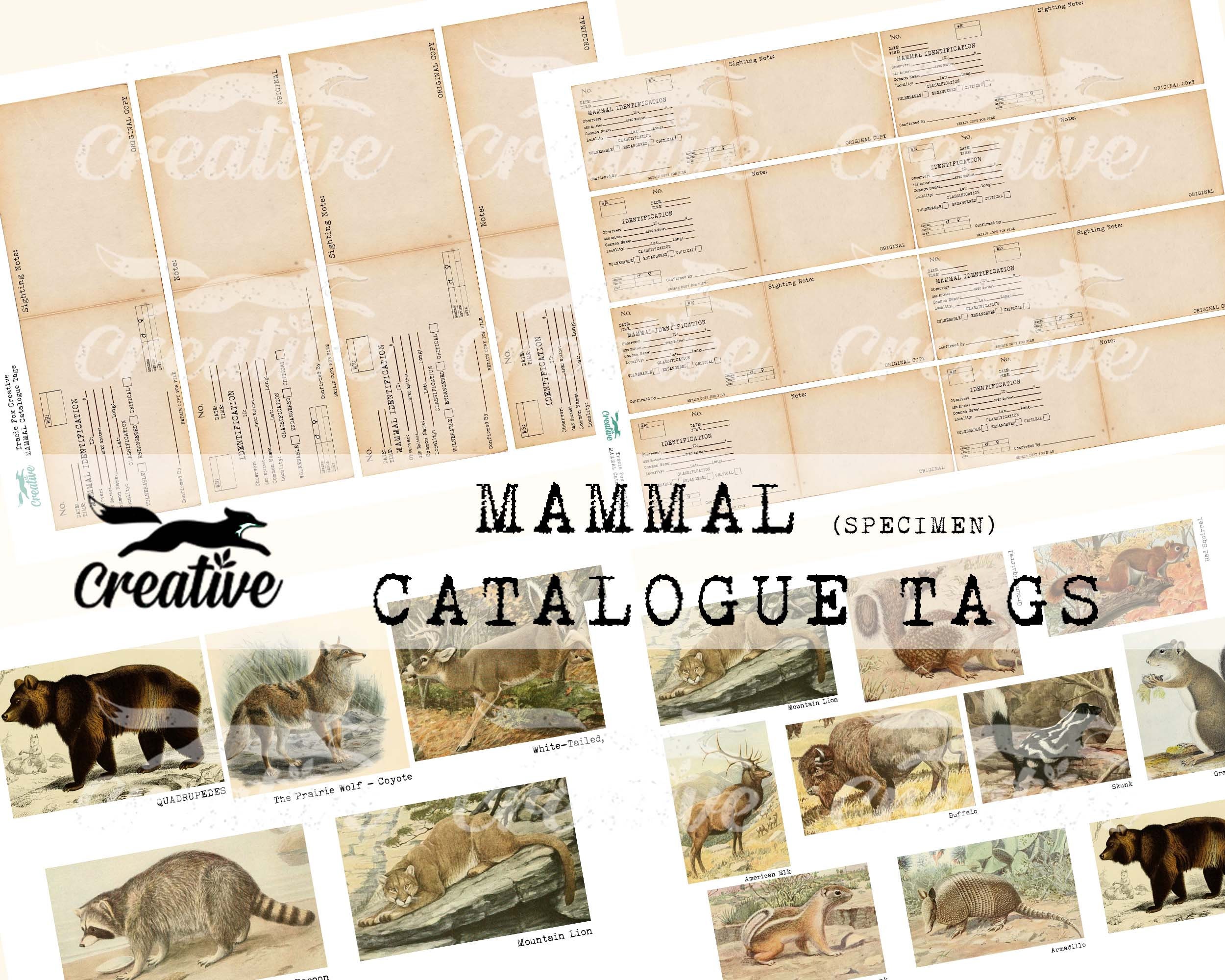 Mammal Specimen Catalogue Tags DIGI22 16mammal/animal - Etsy
