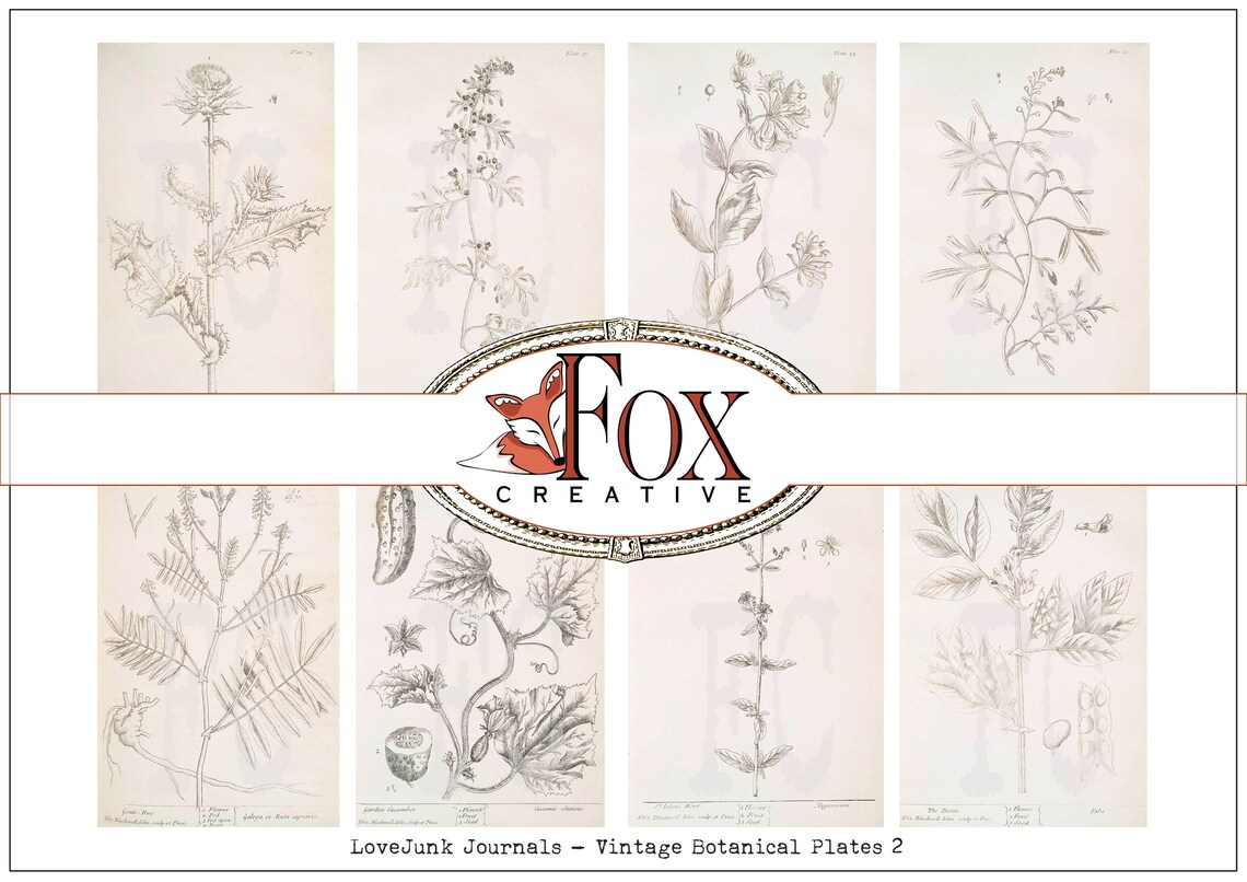 Vintage Botanical Plates Set 2 DIGI19 19 | Etsy