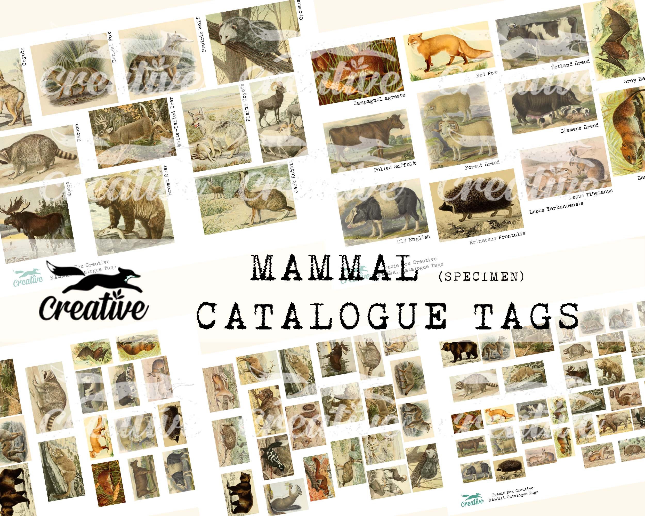 Mammal Specimen Catalogue Tags DIGI22 16mammal/animal - Etsy