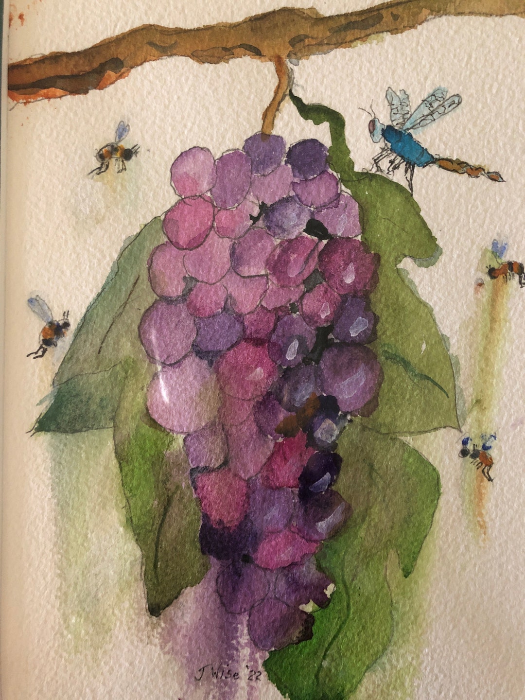 Concorde Grapes - Watercolor Painting - Etsy
