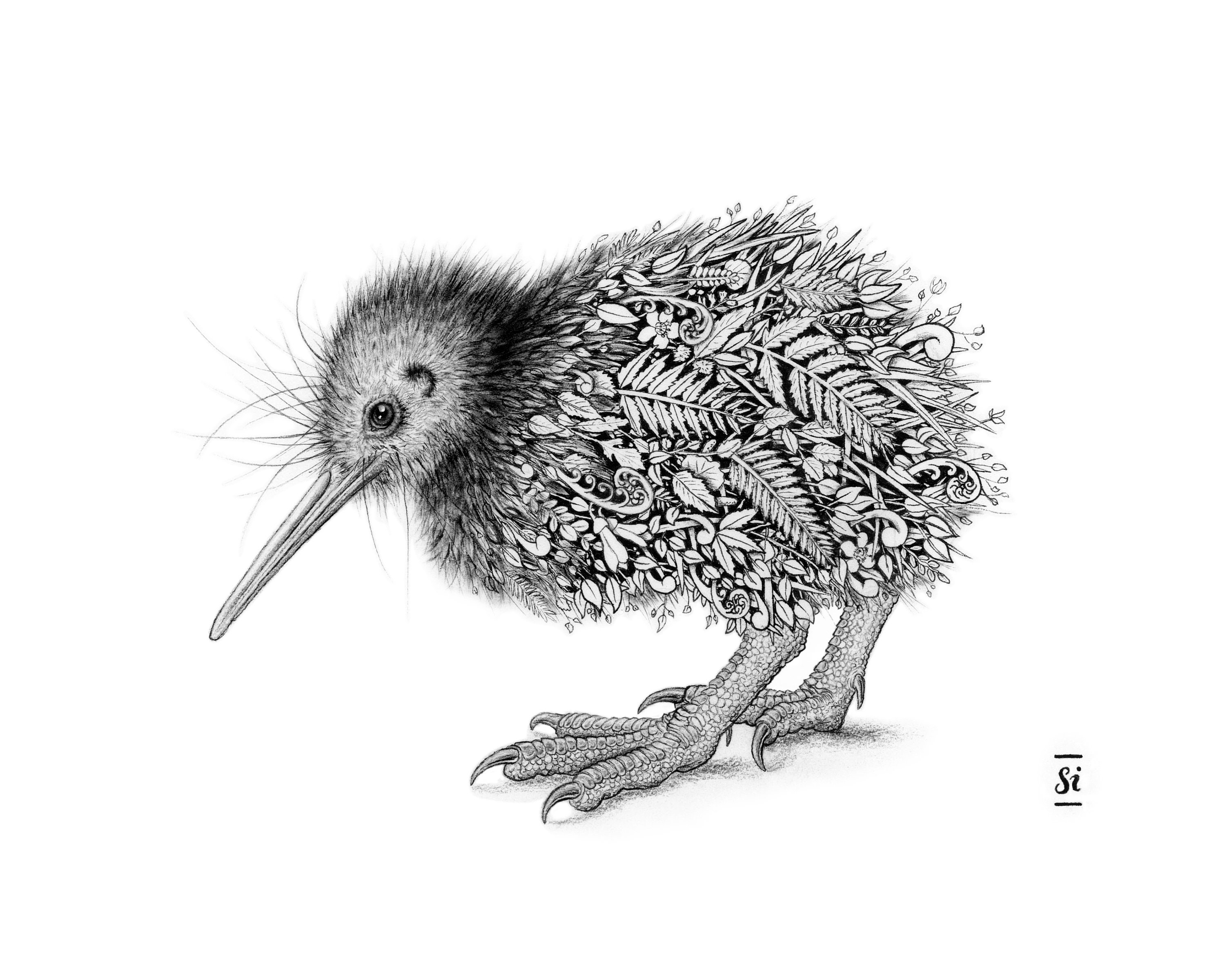 Kiwi Bird Drawing Outline