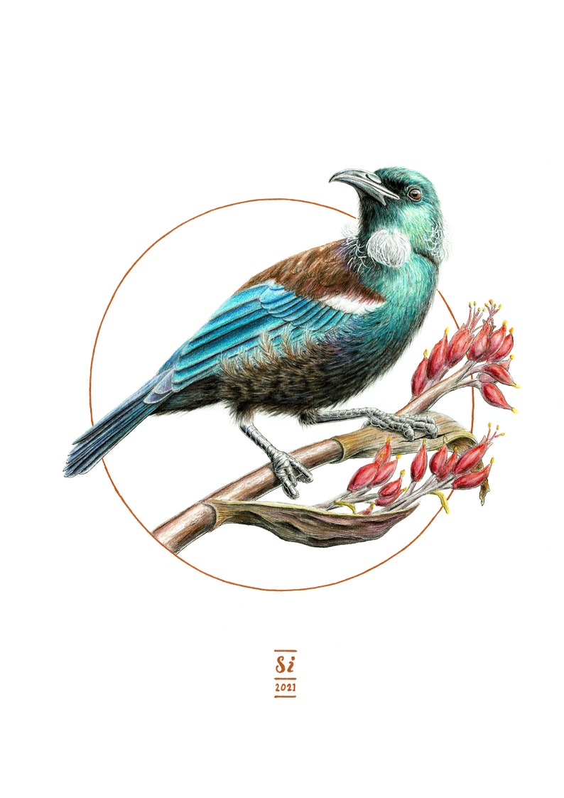 Tui Harakeke - Etsy