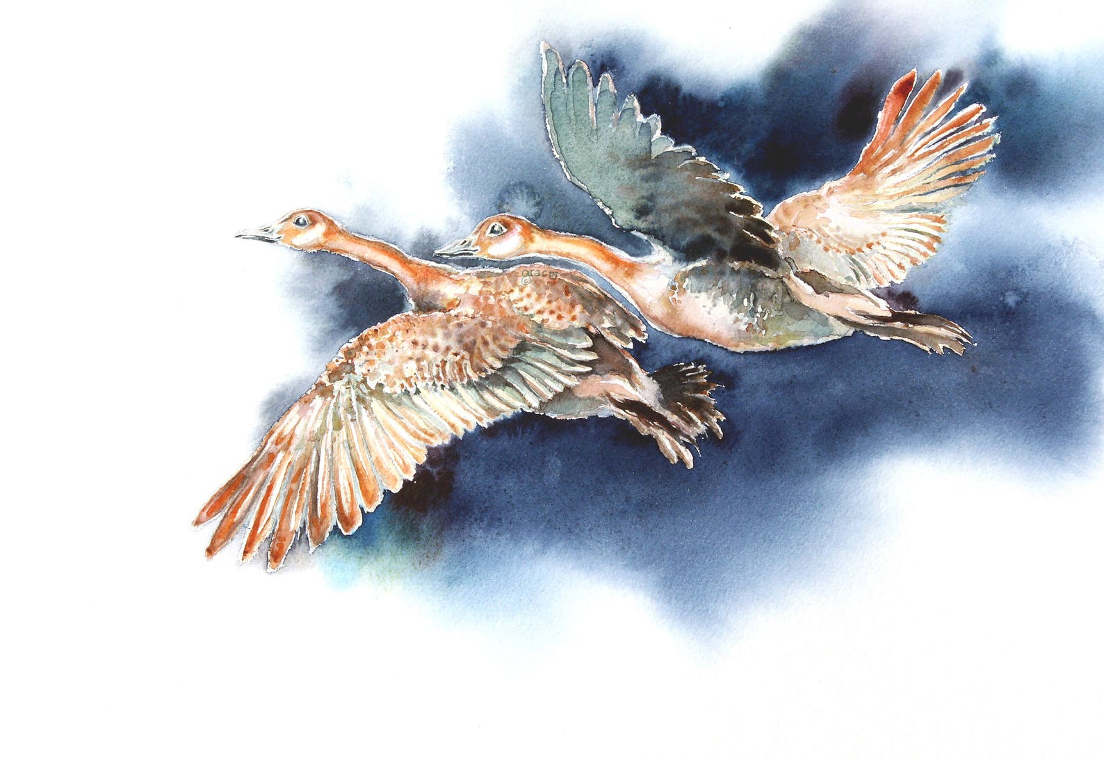 Canada Geese Watercolour Giclee Print- Flying Geese Fine Art Print - Etsy