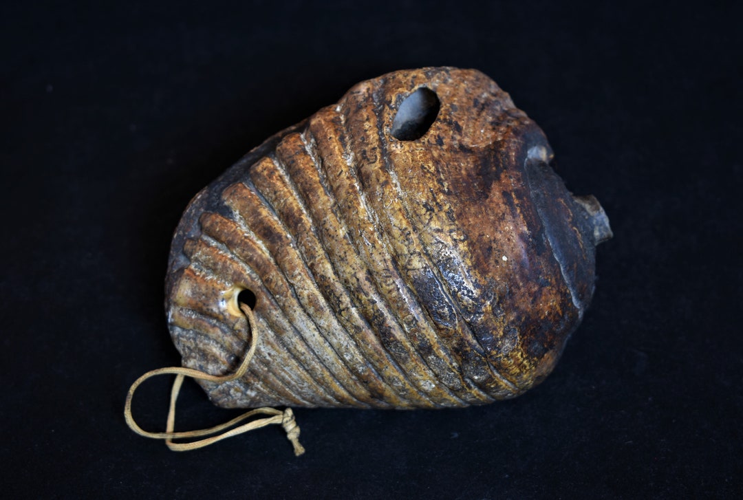 Genuine Moche Pututu Trumpet Shell Ca. 1 - 800 A.D. - Etsy