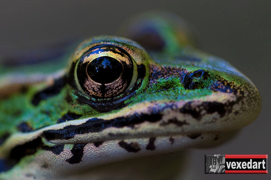Frog Photography Print Fine Art Print of Leopard Frog Eye Nature Photo ...