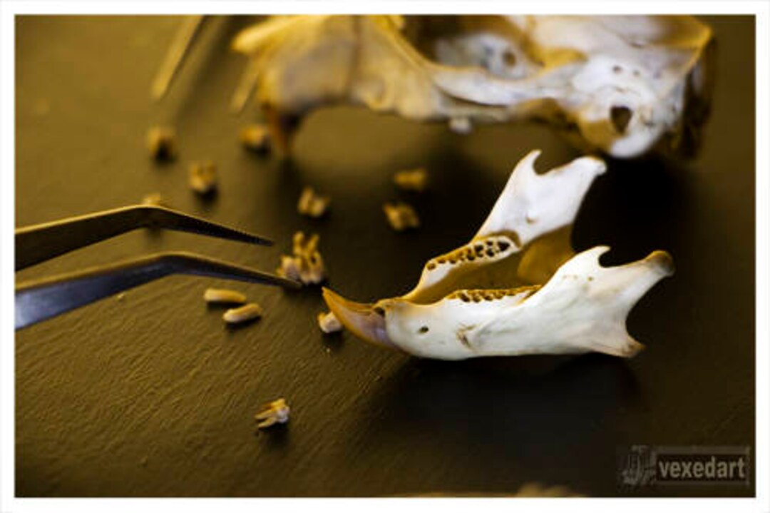 Science Art Forensic Science Photography | Anatomy Art Photography ...