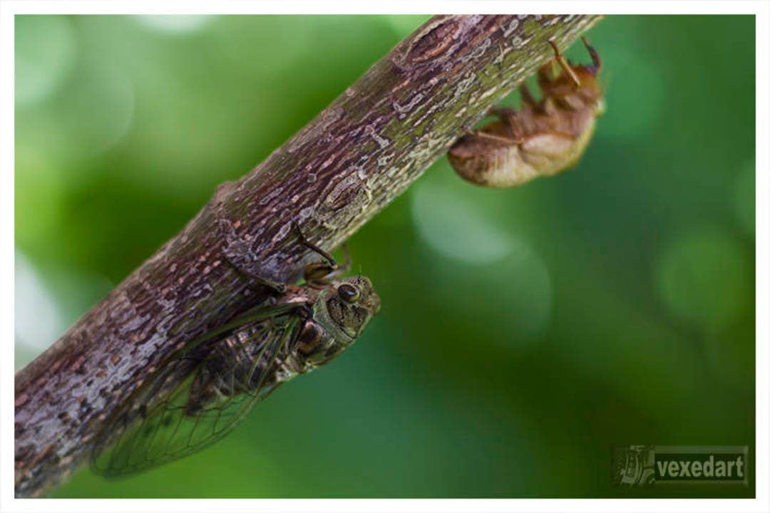 Nature Photography Cicada Photography Print. Beautiful Nature Insect ...