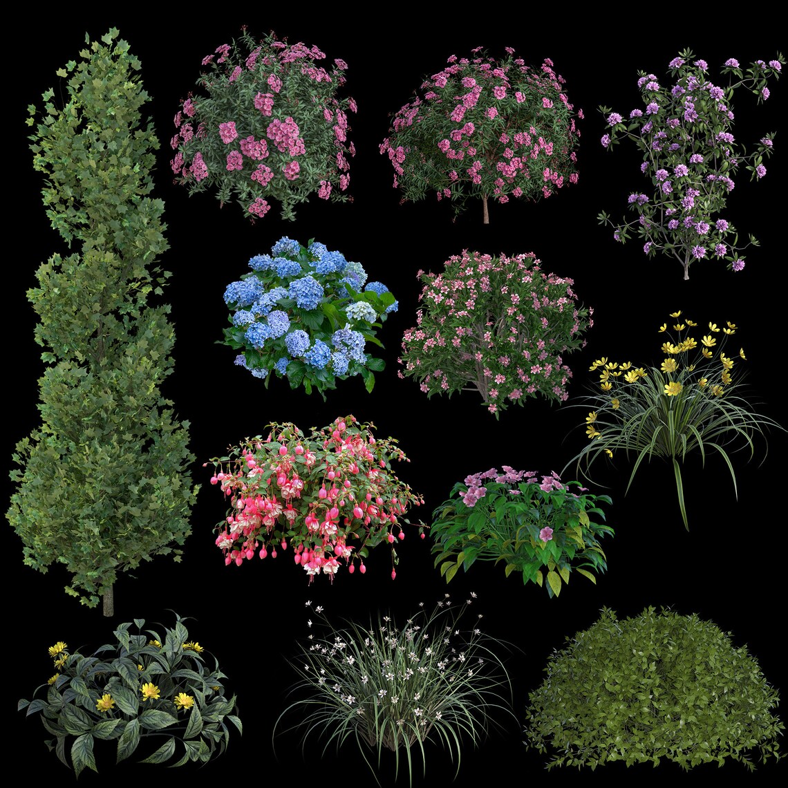 Tropical Plant Overlays, Palms, Ferns, Shrubs, Vines and Creepers, PNG ...