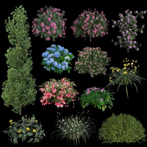 Tropical Plant Overlays, Palms, Ferns, Shrubs, Vines and Creepers, PNG ...