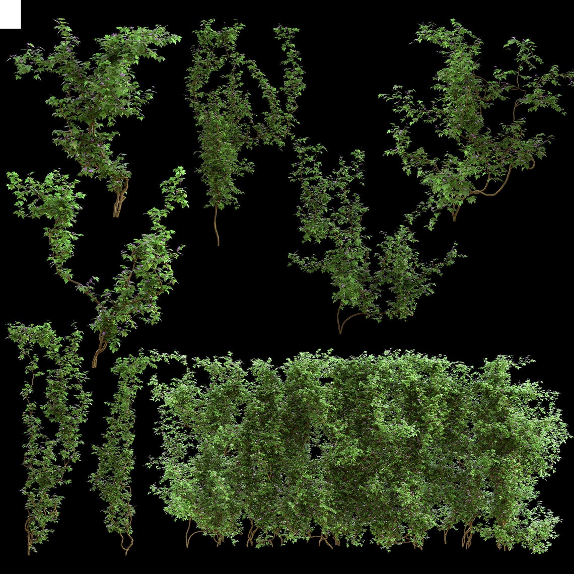 Tropical Plant Overlays, Palms, Ferns, Shrubs, Vines and Creepers, PNG ...