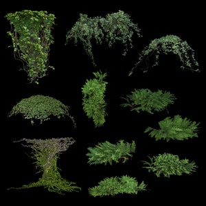 Tropical Plant Overlays, Palms, Ferns, Shrubs, Vines and Creepers, PNG ...
