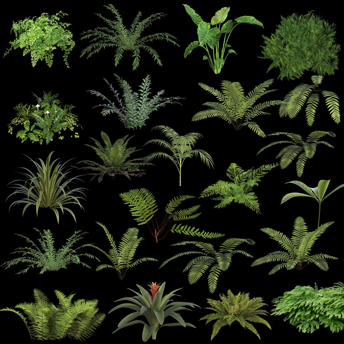 Tropical Plant Overlays, Palms, Ferns, Shrubs, Vines and Creepers, PNG ...