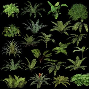 Tropical Plant Overlays, Palms, Ferns, Shrubs, Vines and Creepers, PNG ...