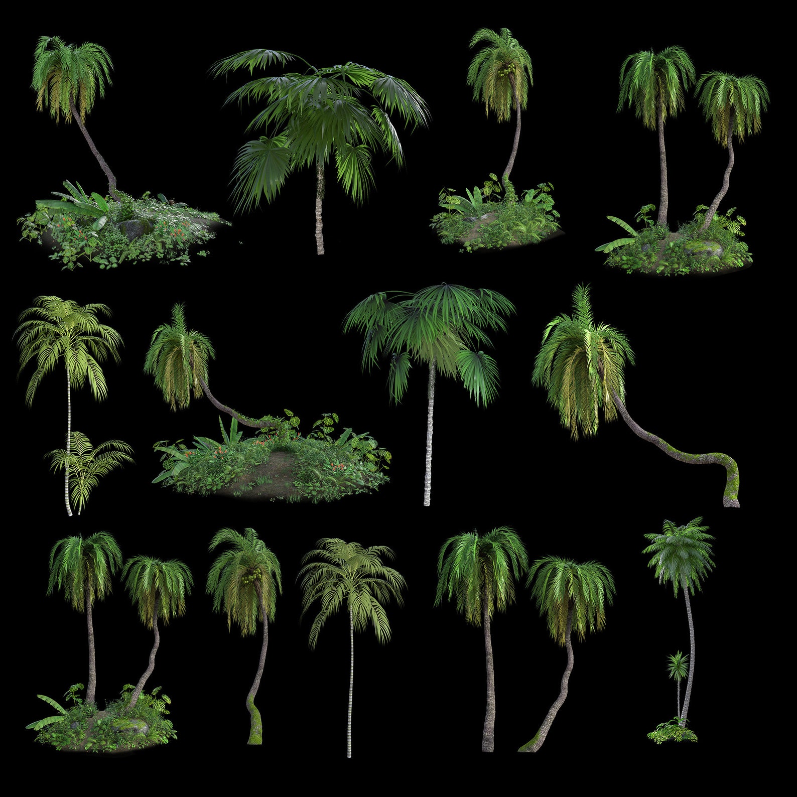 Tropical Plant Overlays, Palms, Ferns, Shrubs, Vines and Creepers, PNG ...