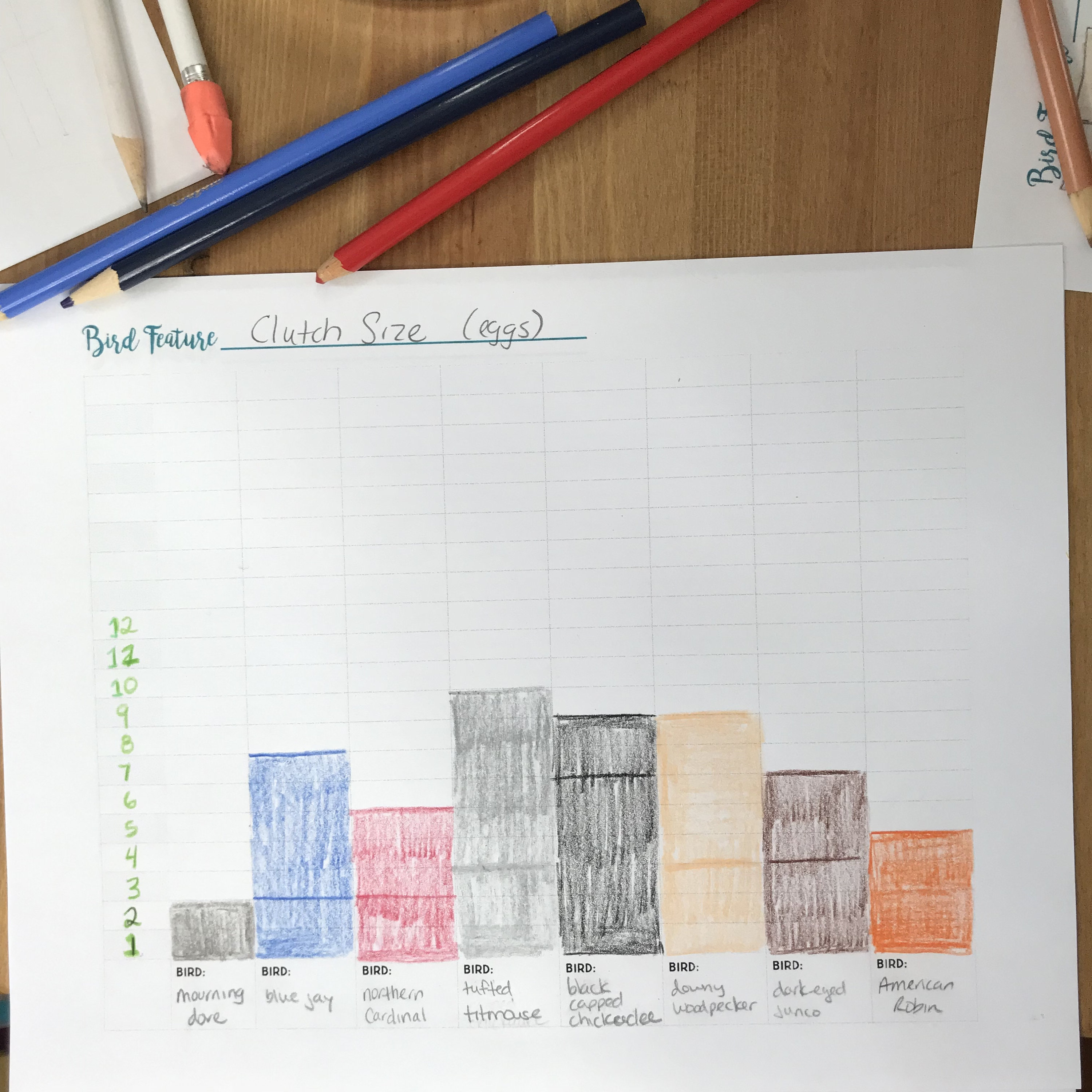 Backyard Birds 4-week Unit Study DIGITAL Printable - Etsy