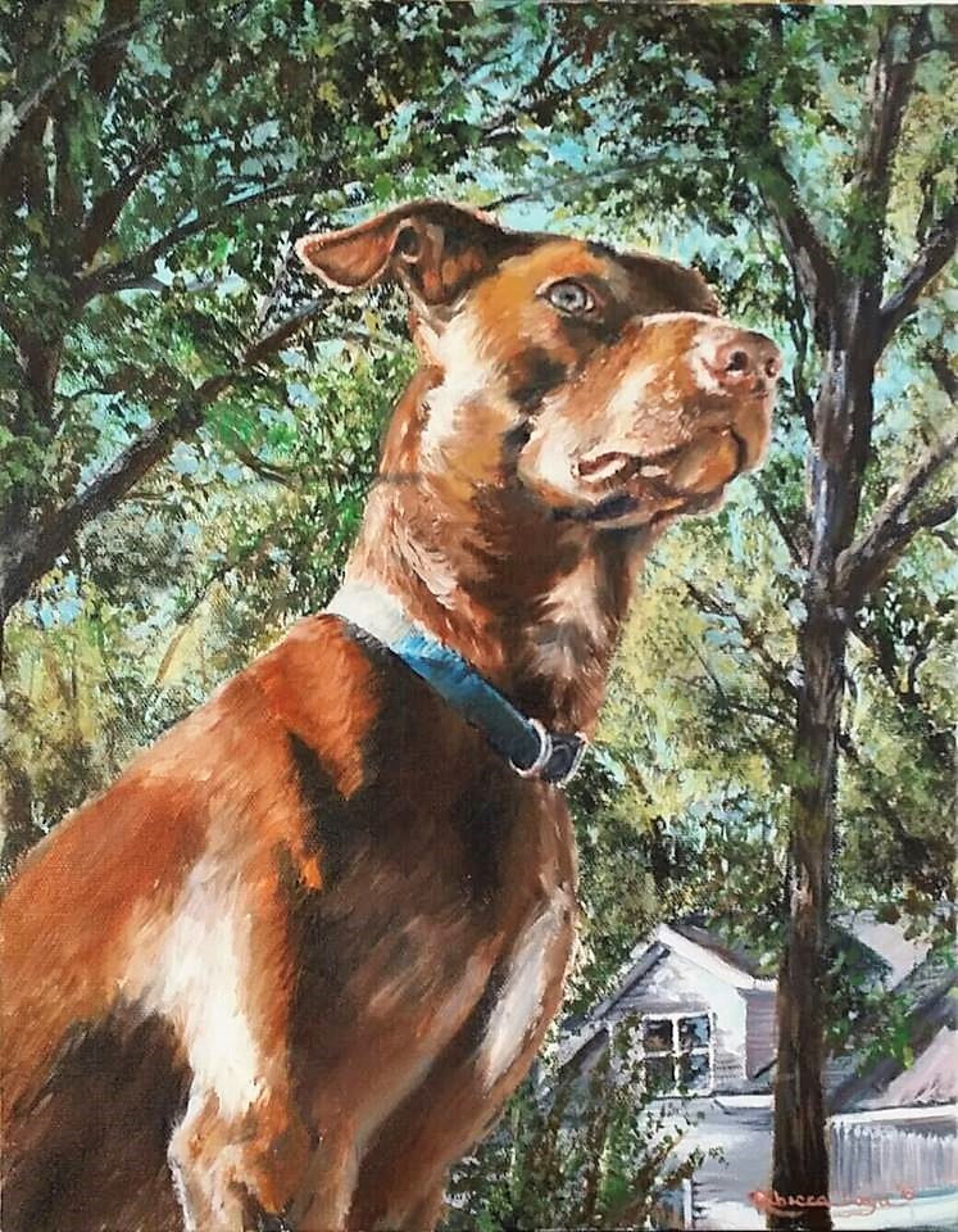 Hanging Tree Border Collie Mix | ubicaciondepersonas.cdmx.gob.mx