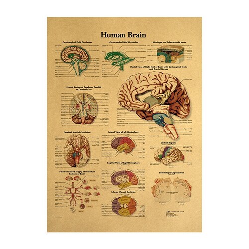 Human Brain Posters Custom Sizes and Colours Gift Silk Poster - Etsy ...
