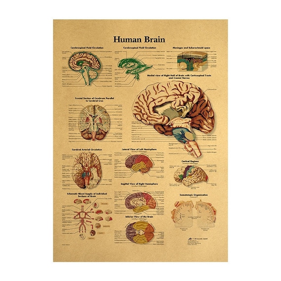 Human Brain Posters Custom Sizes and Colours Gift Silk Poster - Etsy ...