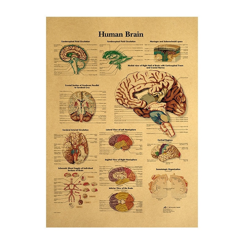 Human Brain Posters Custom Sizes and Colours Gift Silk Poster 2021 - Etsy