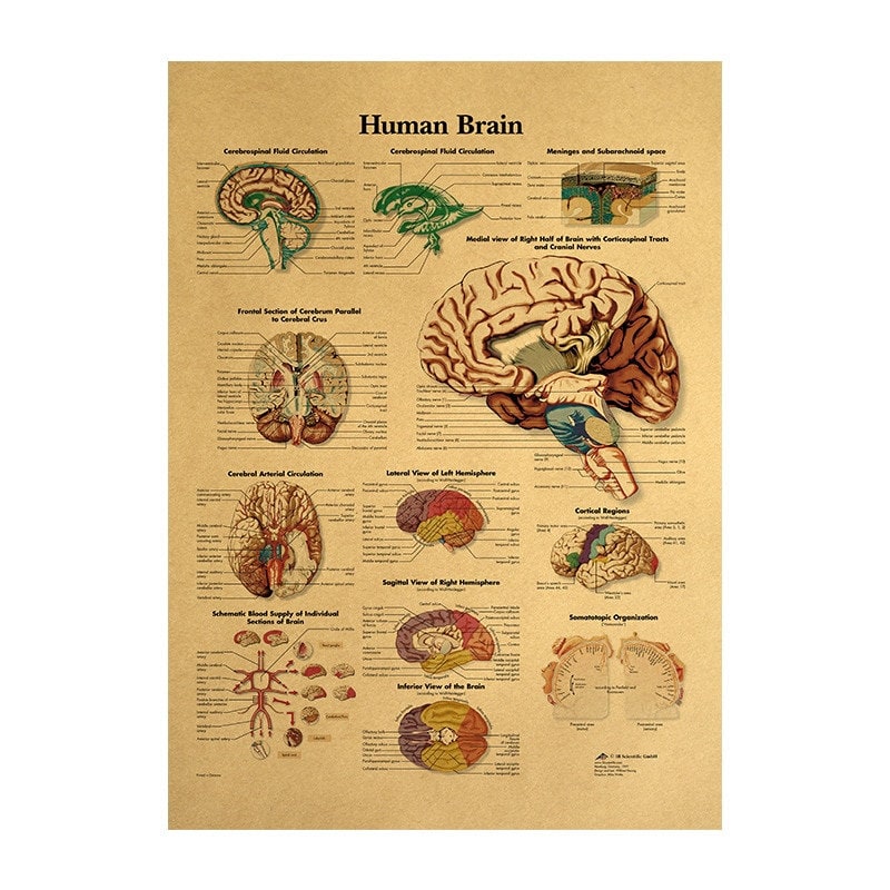 Human Brain Posters Custom Sizes and Colours Gift Silk Poster 2021 - Etsy