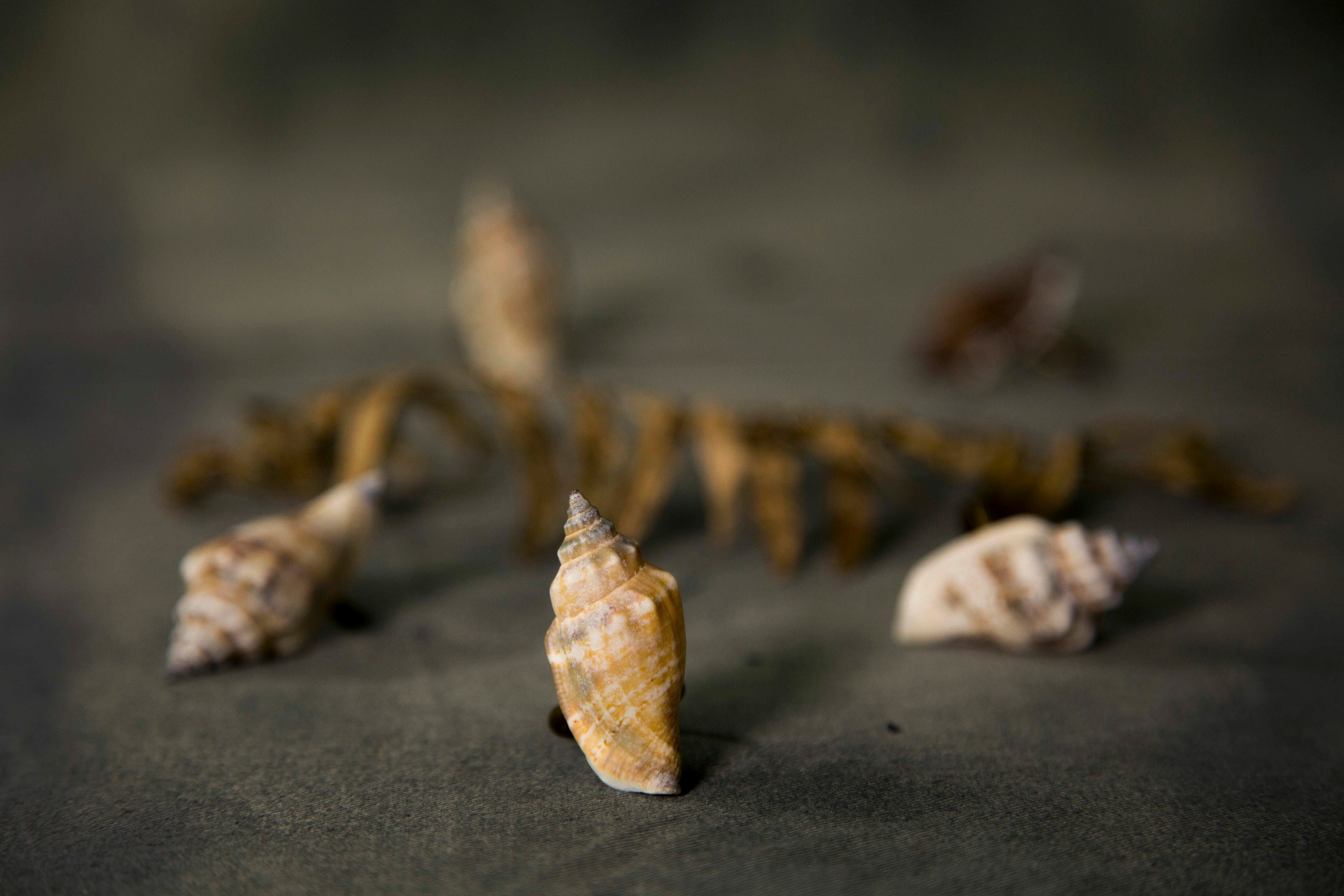 Aphrodite Seashell Ring, Feminine Power and Divination Talisman ...