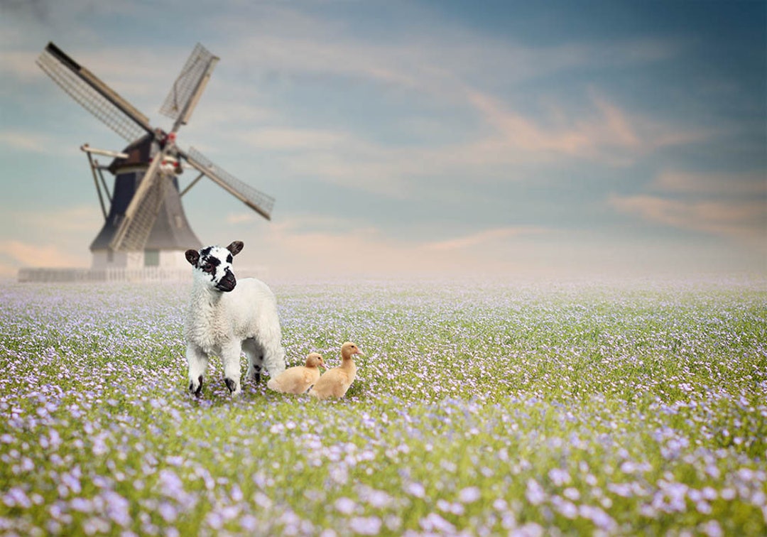 Windmill Backdrop Lamb Background Premade Backdrop - Etsy