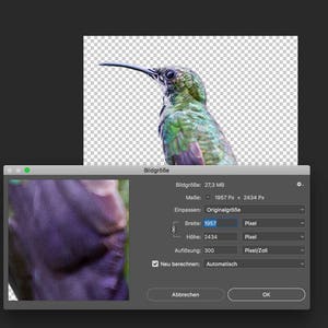 5 Hummingbird PNG Bird Overlay Hummingbird Overlay Bird - Etsy