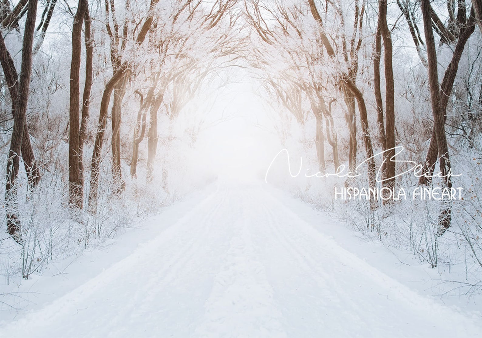 Winter Forest Scene Winter Backdrop Digital Backdrop - Etsy