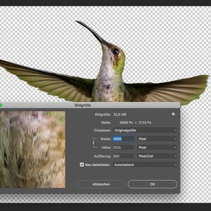 5 Hummingbird PNG Bird Overlay Hummingbird Overlay Bird - Etsy