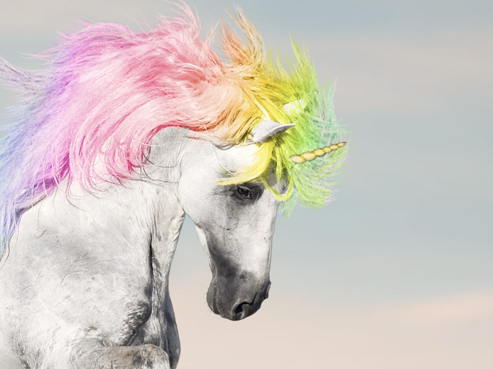 Rainbow Unicorn Scene premade Backdrop realistic Unicorn | Etsy