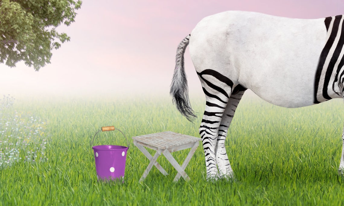 Funny Zebra Background Premade Backdrop Zebra Backdrop - Etsy