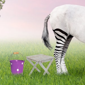 Funny Zebra Background Premade Backdrop Zebra Backdrop Digital Backdrop ...