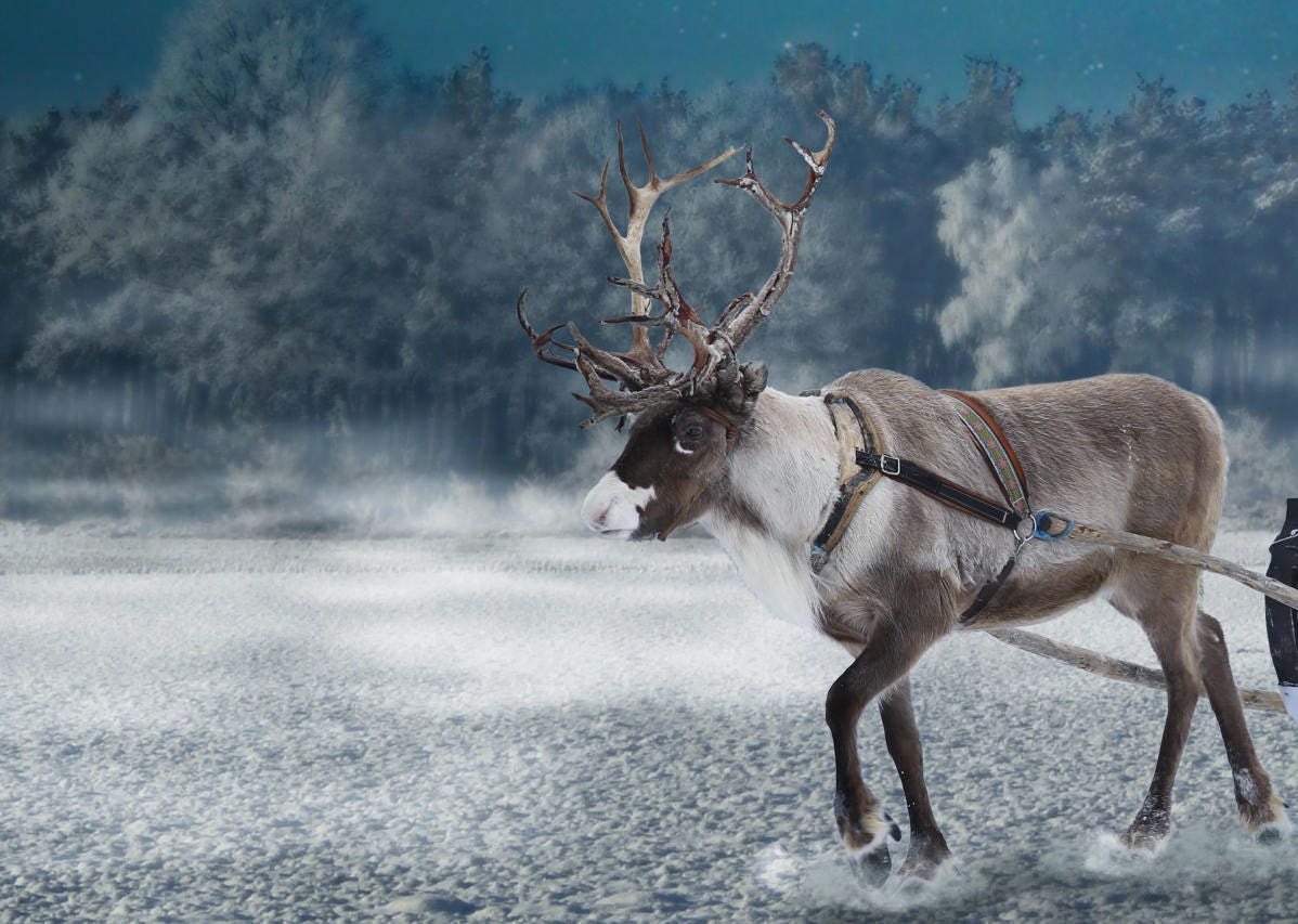 Reindeer With Sled Scene Premade Backdrop Christmas - Etsy Canada