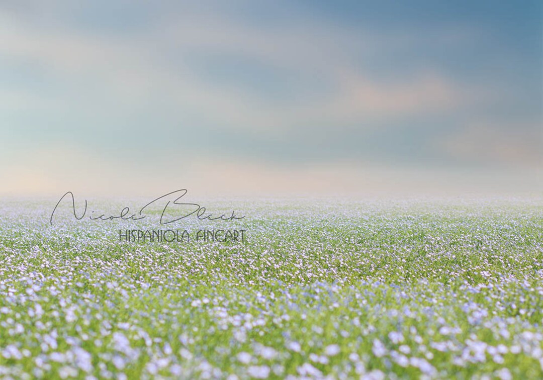 Blue Flower Field Scene Flower Field Backdrop Premade Backdrop Digital ...