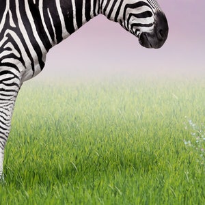 Funny Zebra Background Premade Backdrop Zebra Backdrop Digital Backdrop ...