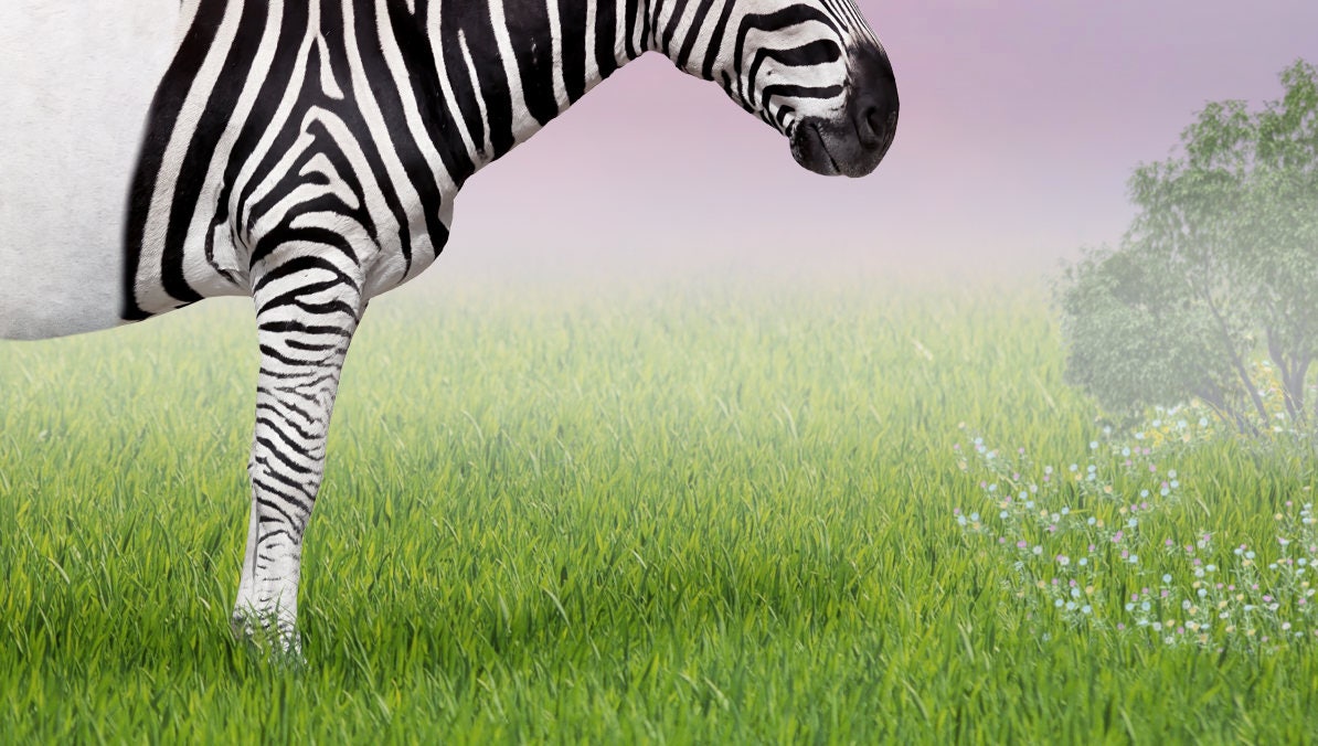 Funny Zebra Background Premade Backdrop Zebra Backdrop | Etsy