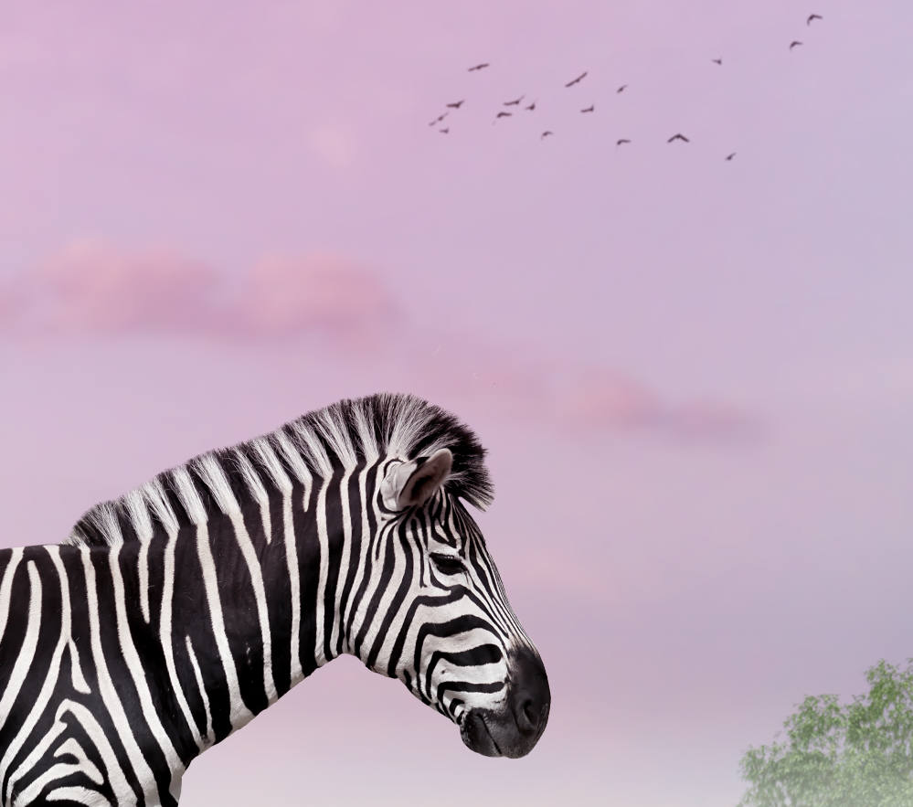 Funny Zebra Background Premade Backdrop Zebra Backdrop | Etsy