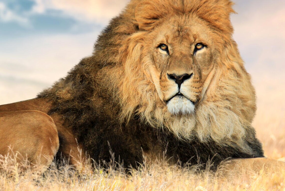 Lion in Grass Backdrop Premade Backdrop Lion Background - Etsy