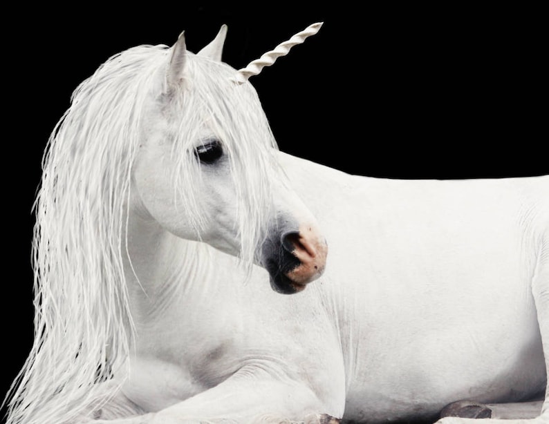 White Unicorn Unicorn Digital Overlay Realistic Unicorn - Etsy