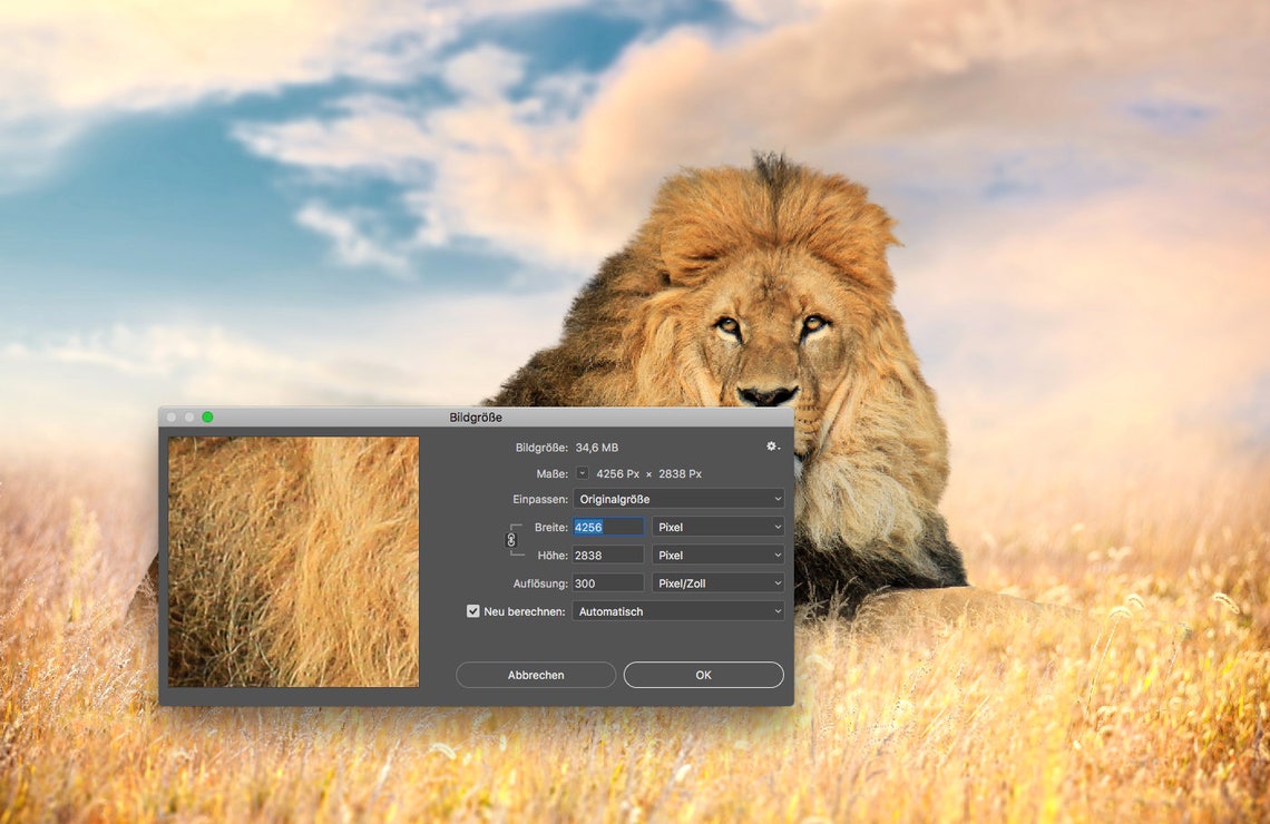 Lion in Grass Backdrop Premade Backdrop Lion Background - Etsy