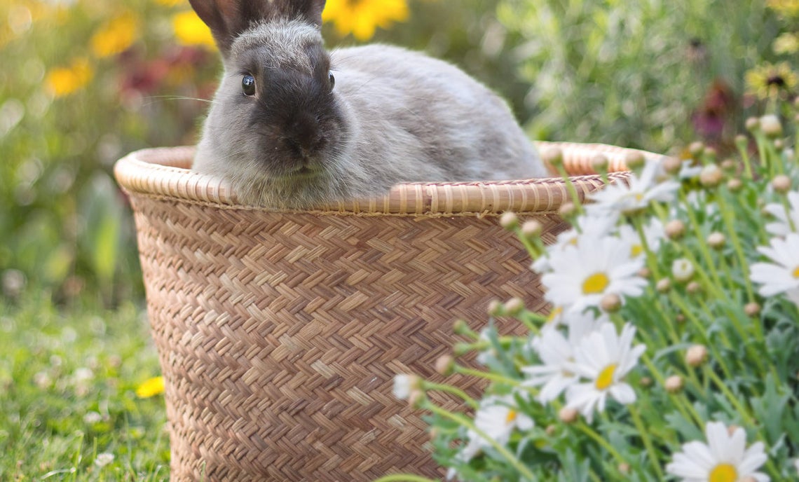 Bunny in Basket Scene Easter Backdrop premade Backdrop | Etsy