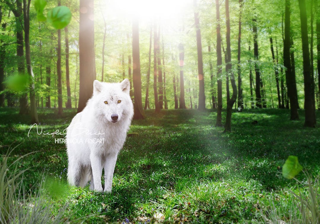 Wolf in Forest Scene Wolf Backdrop Premade Backdrop Digital Download - Etsy