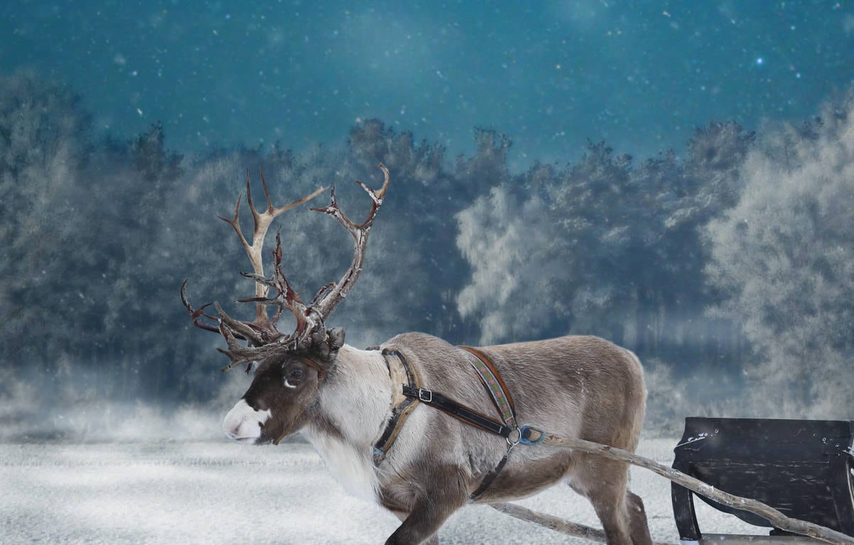 Reindeer With Sled Scene Premade Backdrop Christmas - Etsy Canada