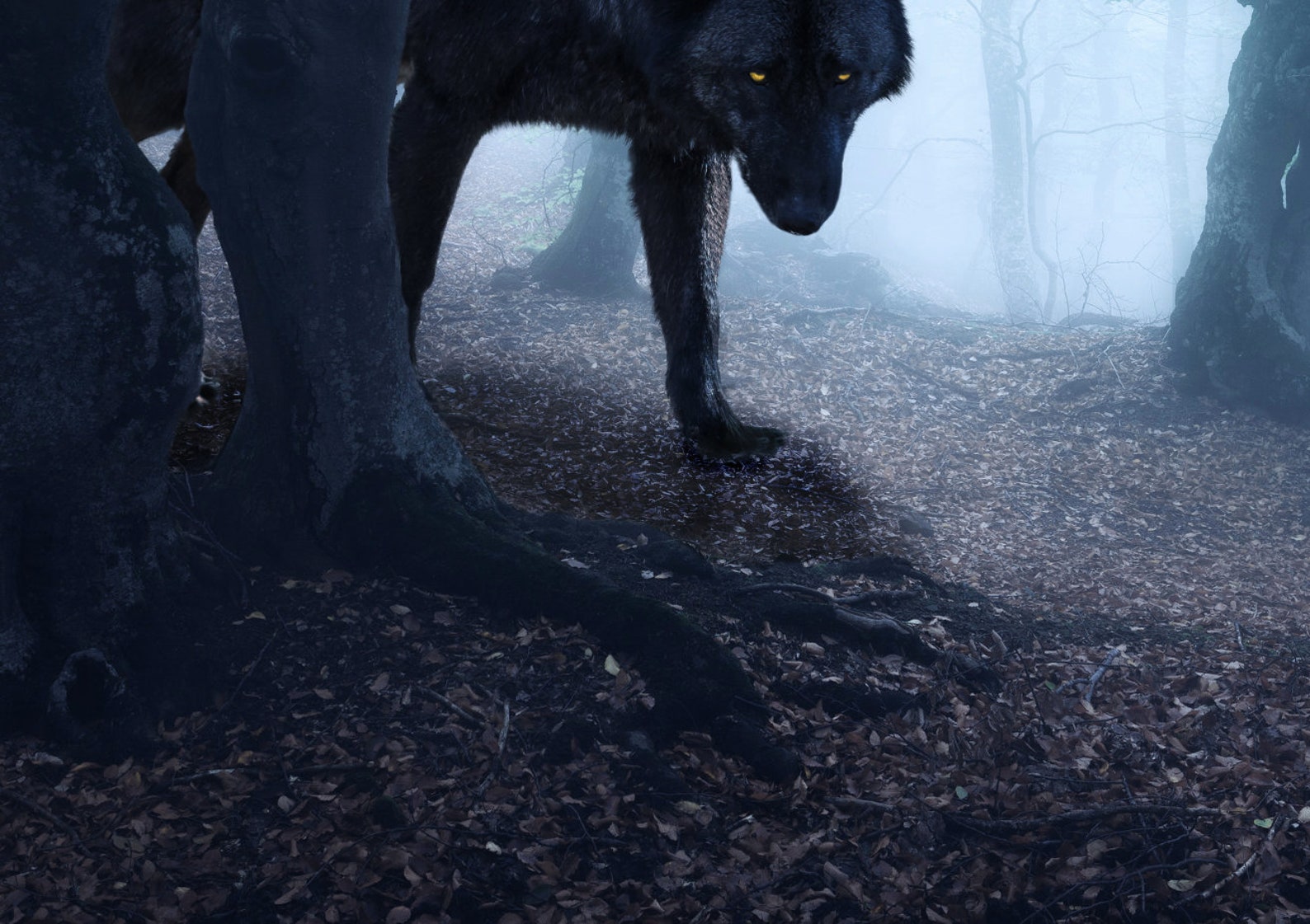 Black Wolf Scene Premade Backdrop Wolf Backdrop Digital | Etsy