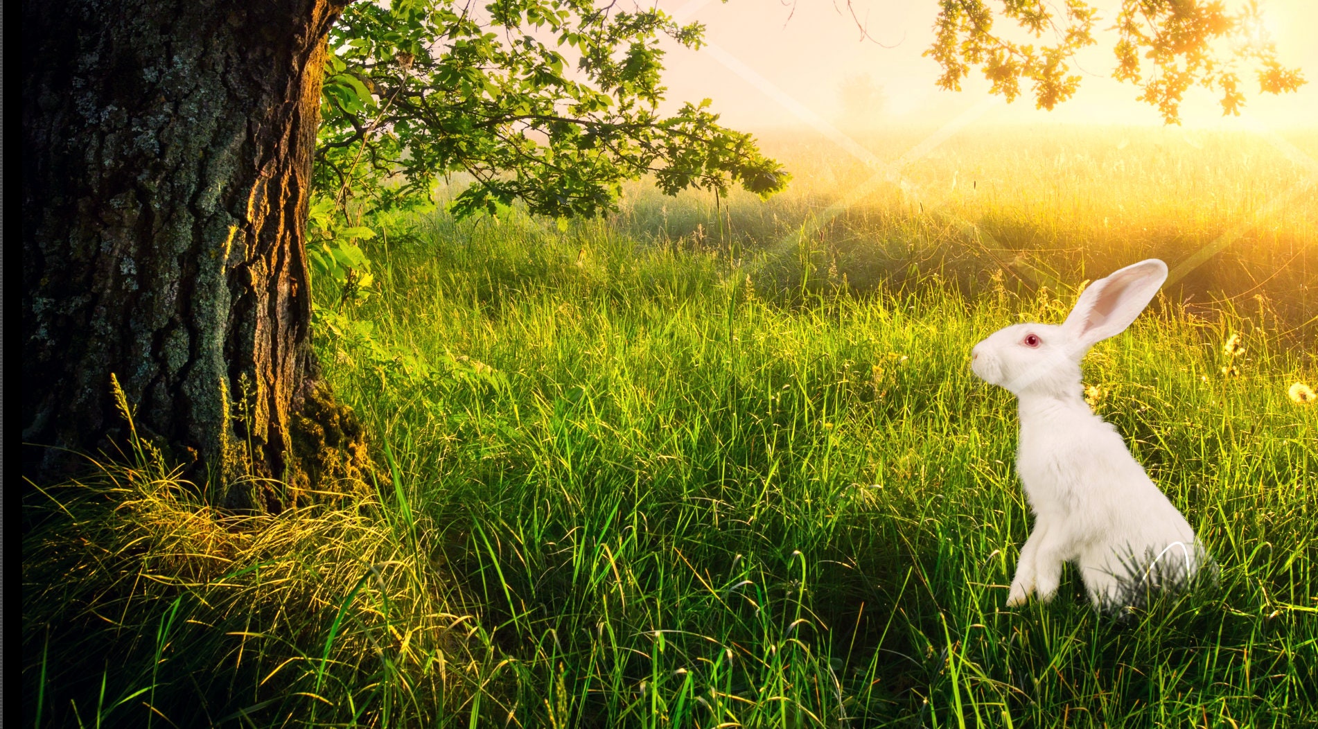 Bunny Digital Backdrop Premade Backdrop Easter Backdrop - Etsy