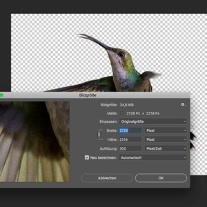 5 Hummingbird PNG Bird Overlay Hummingbird Overlay Bird - Etsy